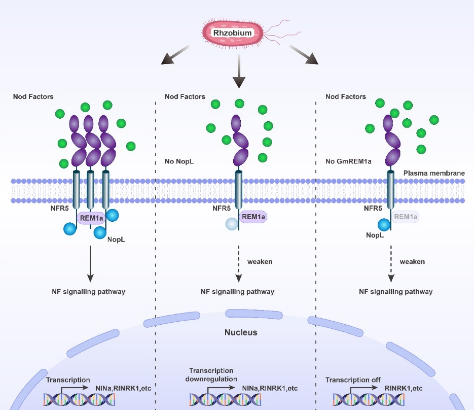 东北农业大学农学院辛大伟研究员等在《Nature Communications》上发表研究论文-东北农业大学