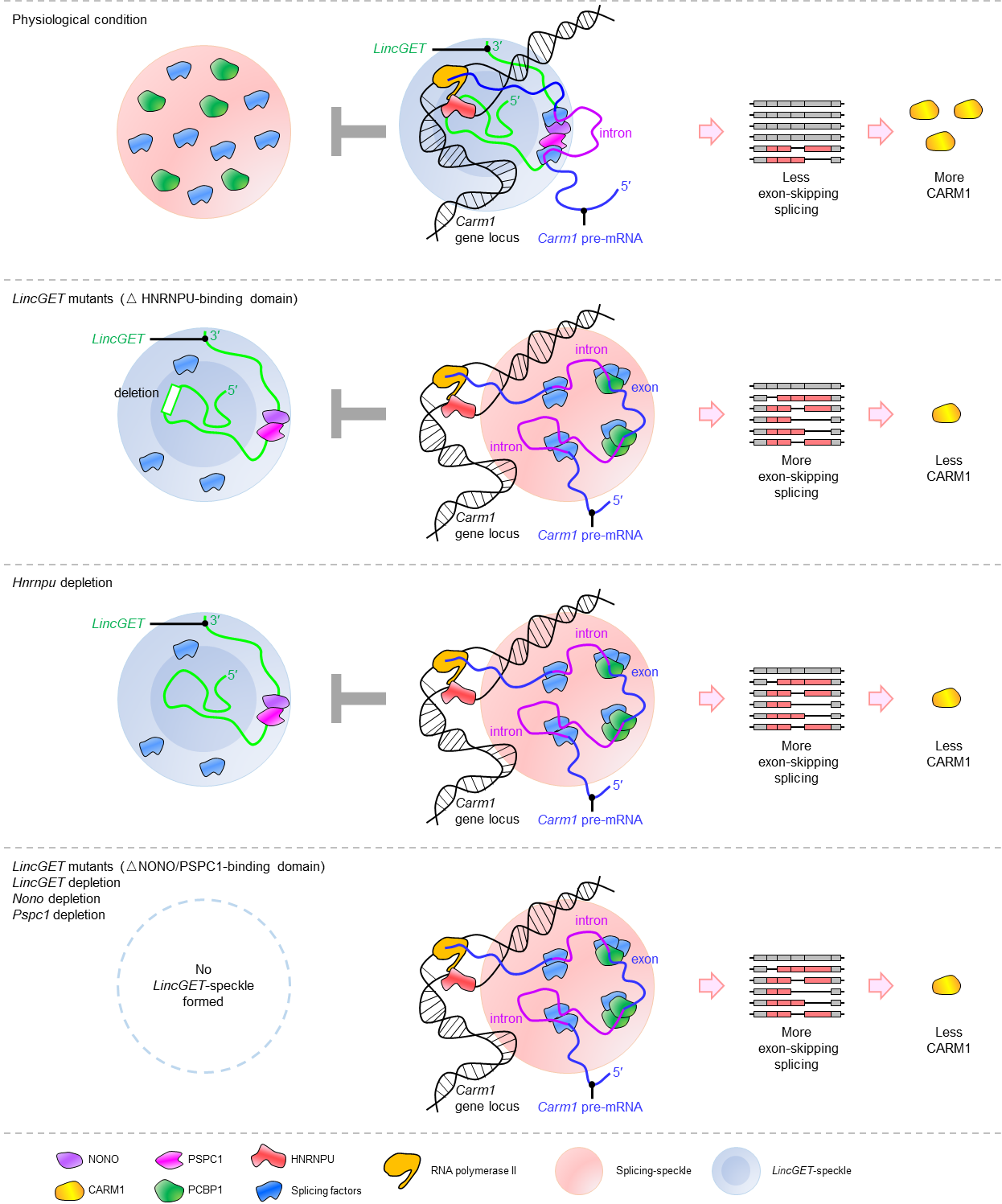 东北农业大学刘忠华/王加强团队在Nature核心子刊发表研究型文章-东北农业大学